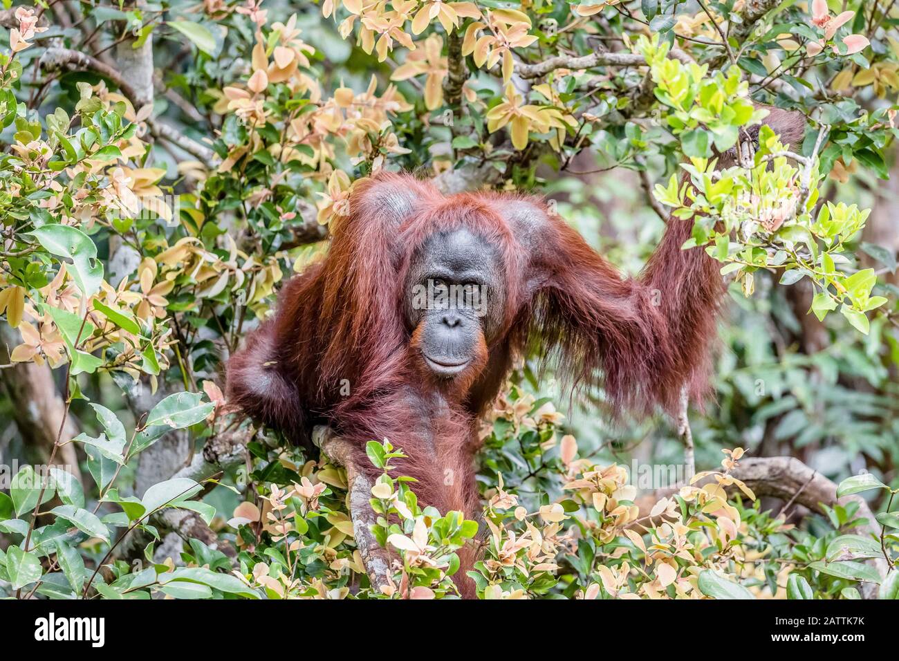 male Bornean orangutan, Pongo pygmaeus, Tanjung Puting National Park ...