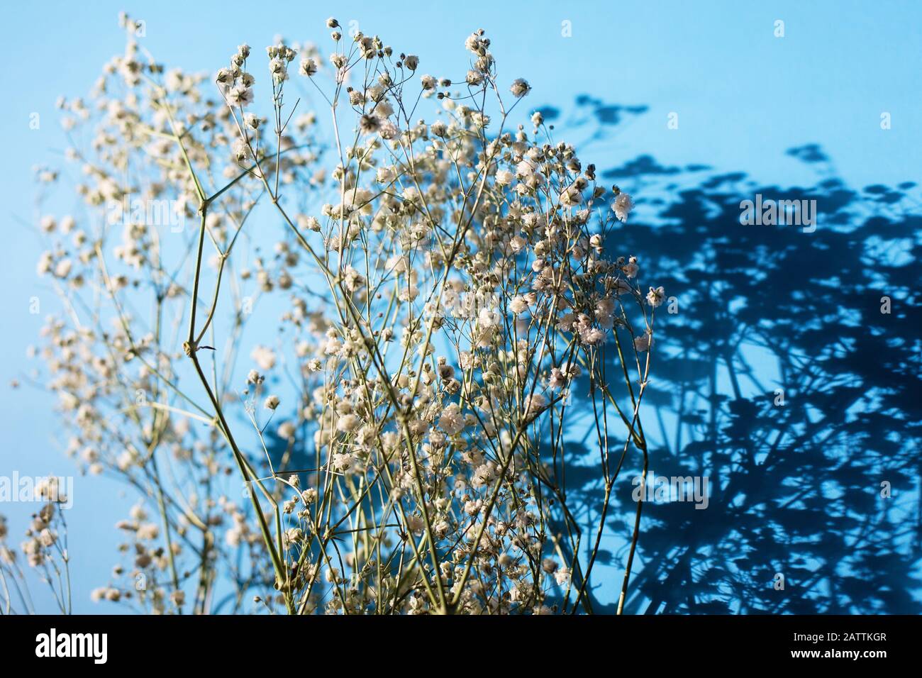 Gypsophila High Resolution Stock Photography and Images - Alamy