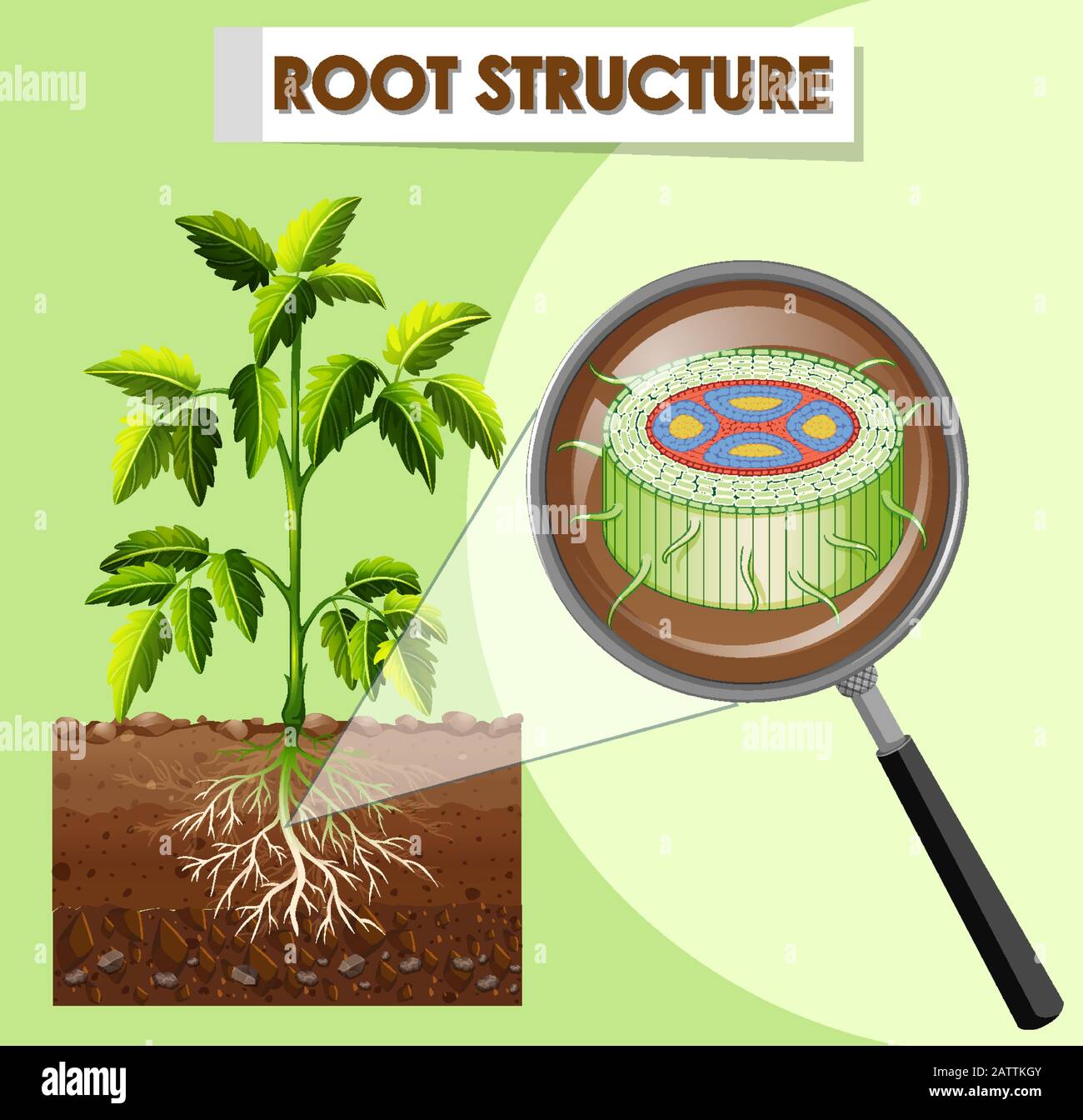 Diagram showing root structure of a plant illustration Stock Vector ...