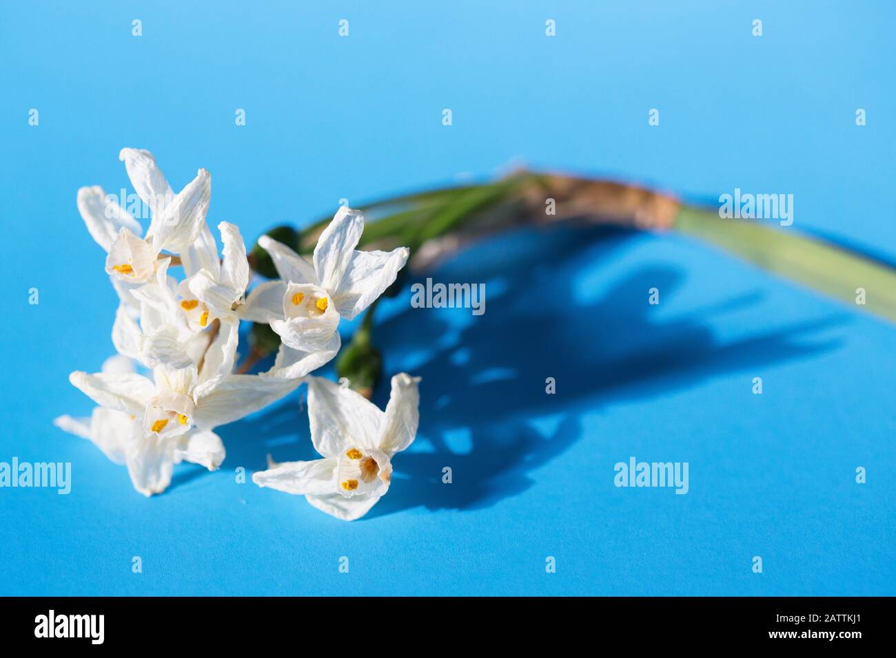 Narcissus papyraceus also known as paperwhite flowers Stock Photo - Alamy