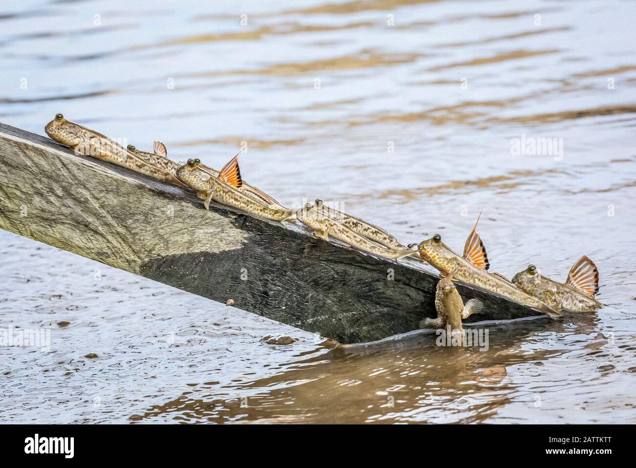 gold-spotted mudskipper, Periophthalmus chrysospilos, adult, climbing ...