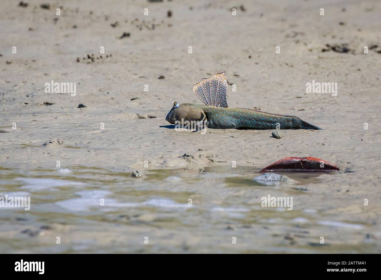 bluespotted mudskipper, Boleophthalmus caeruleomaculatus, adult, male ...
