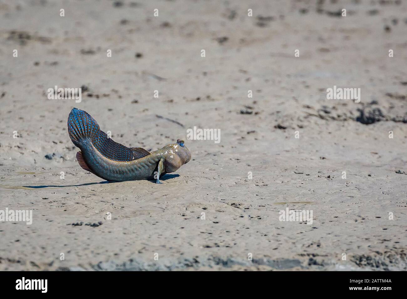 Mudskipper hi-res stock photography and images - Alamy
