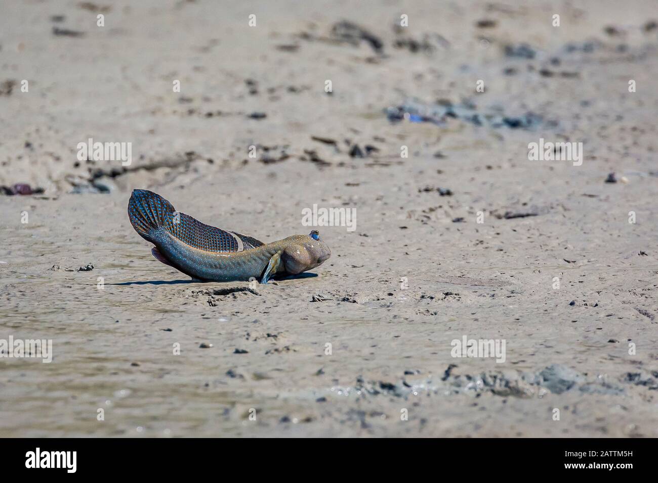 Fish raising hi-res stock photography and images - Alamy