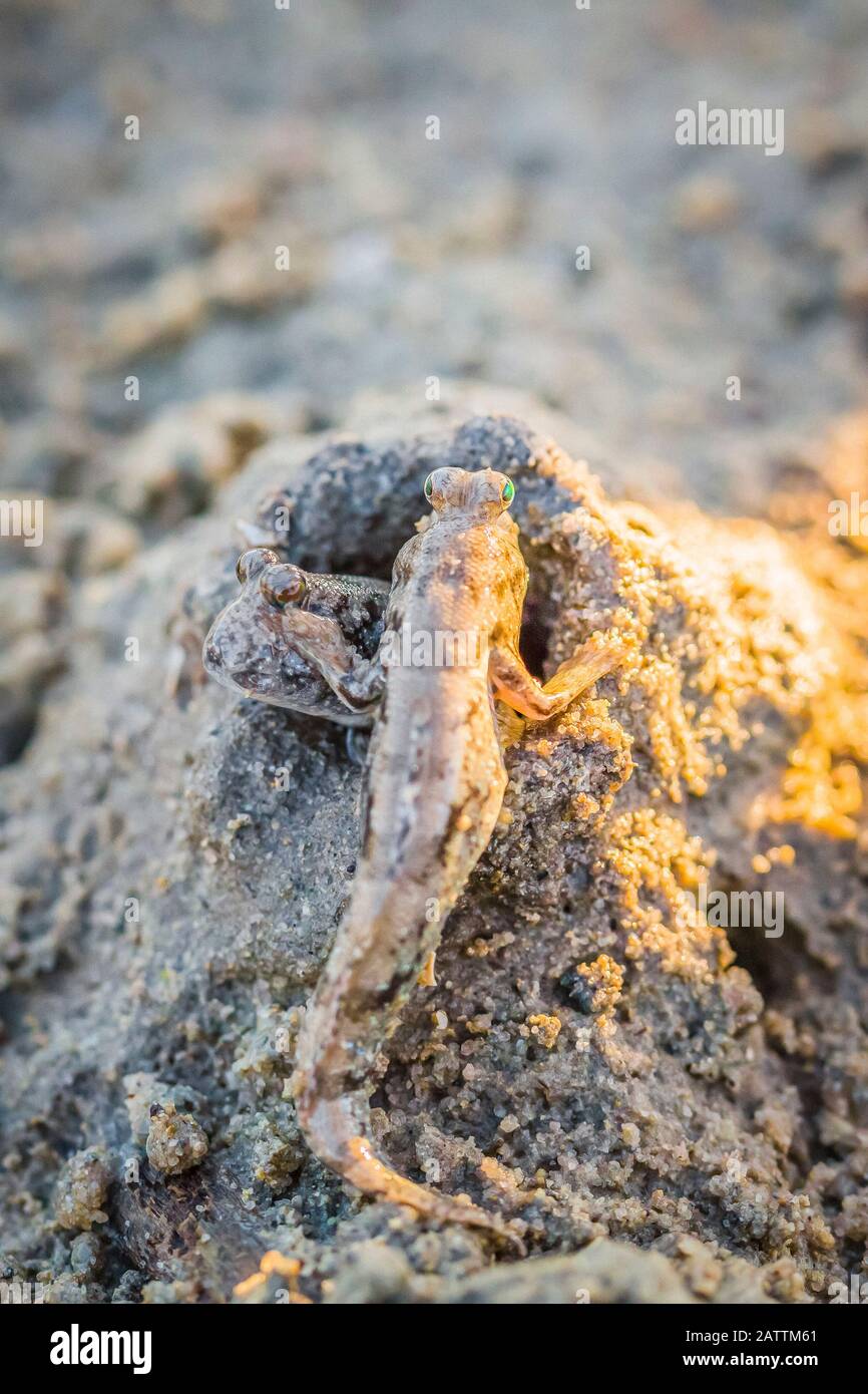 An adult mudskipper, subfamily Oxudercinae, in mud burrow on the mud ...