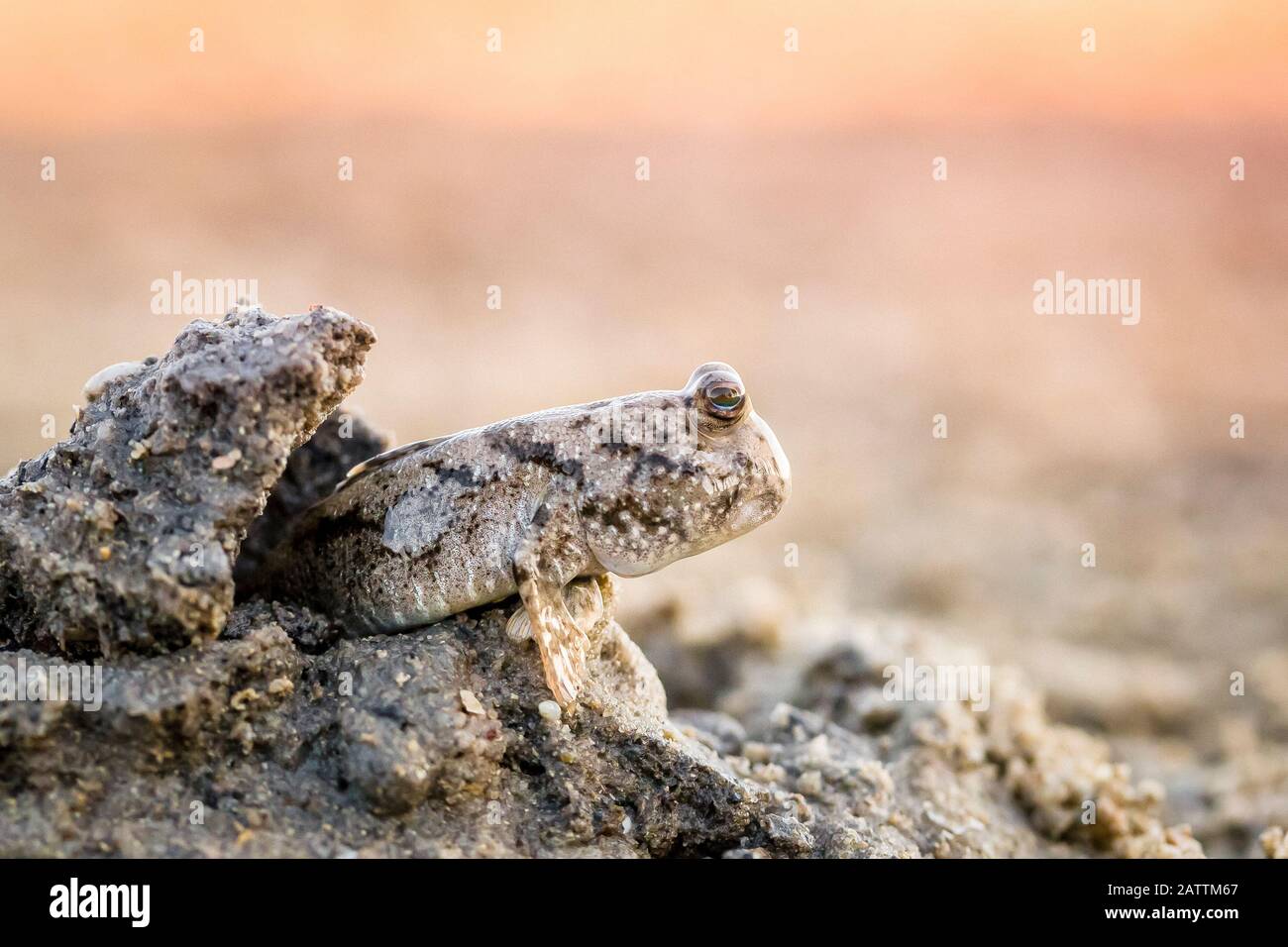 An adult mudskipper, subfamily Oxudercinae, in mud burrow on the mud ...