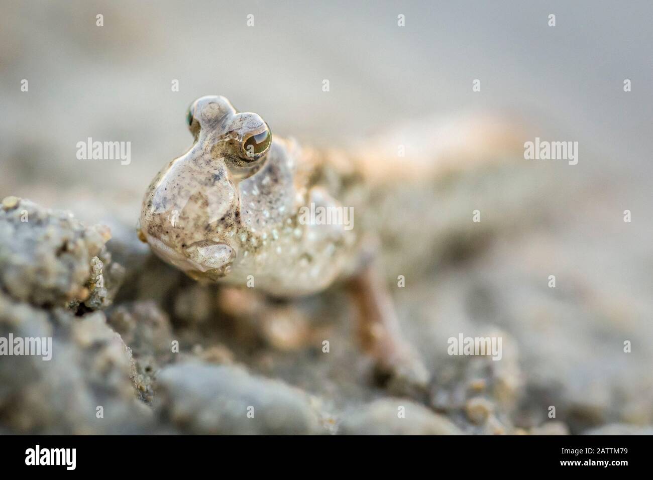 An adult mudskipper, subfamily Oxudercinae, in mud burrow on the mud ...
