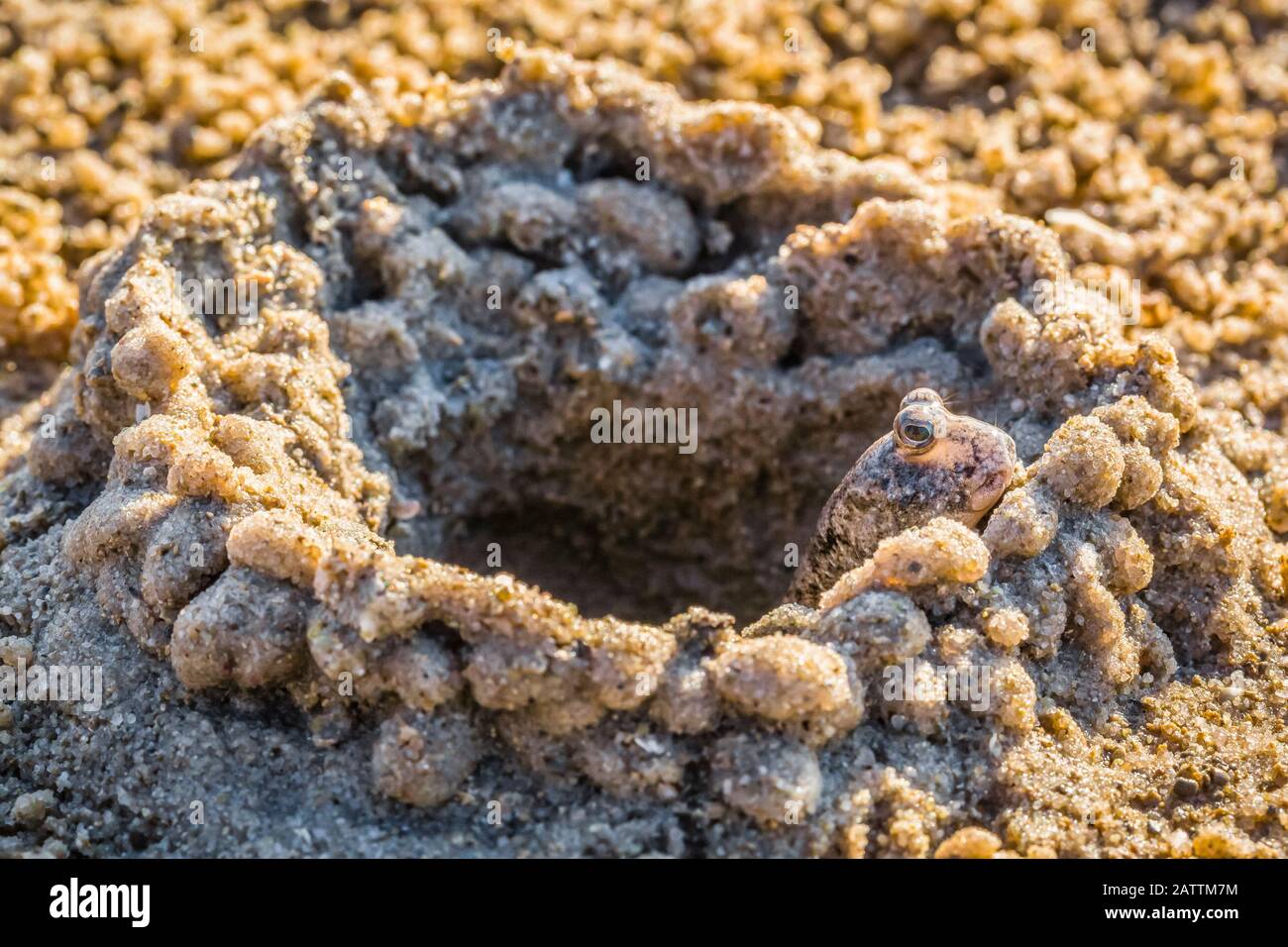 An adult mudskipper, subfamily Oxudercinae, in mud burrow on the mud ...