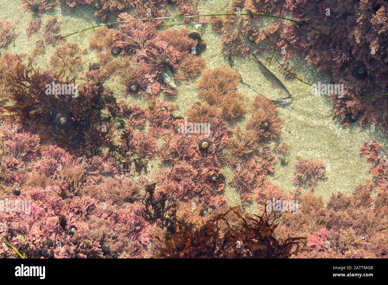 small tide pool intertidal ecosystem Stock Photo - Alamy