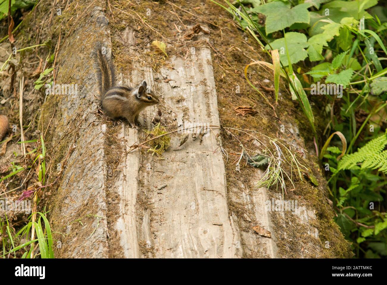 A small chipmunk sitting on a log eating Stock Photo - Alamy