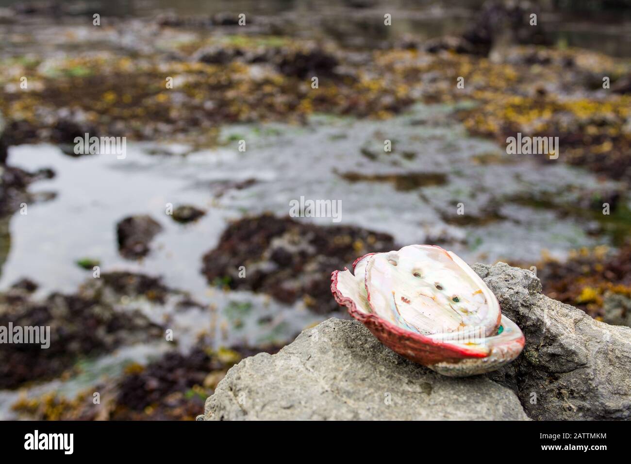 Small abalone shells empty on rock tidal background Stock Photo - Alamy