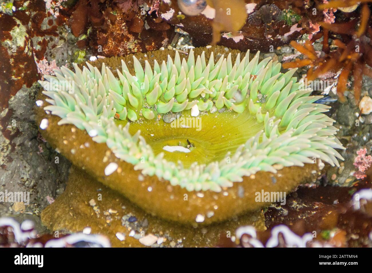 Two Green sea anemones underwater open Stock Photo - Alamy