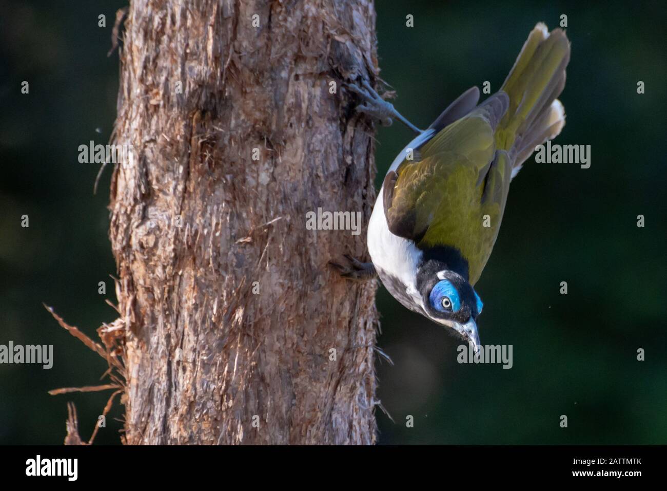 Blue faced bird hi-res stock photography and images - Alamy