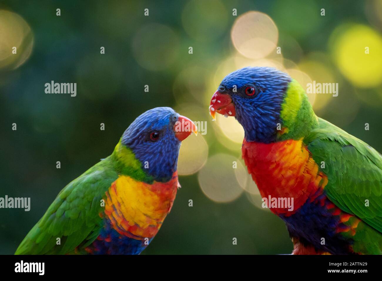 Rainbow Lorikeets Parrot - Trichoglossus moluccanus Stock Photo - Alamy