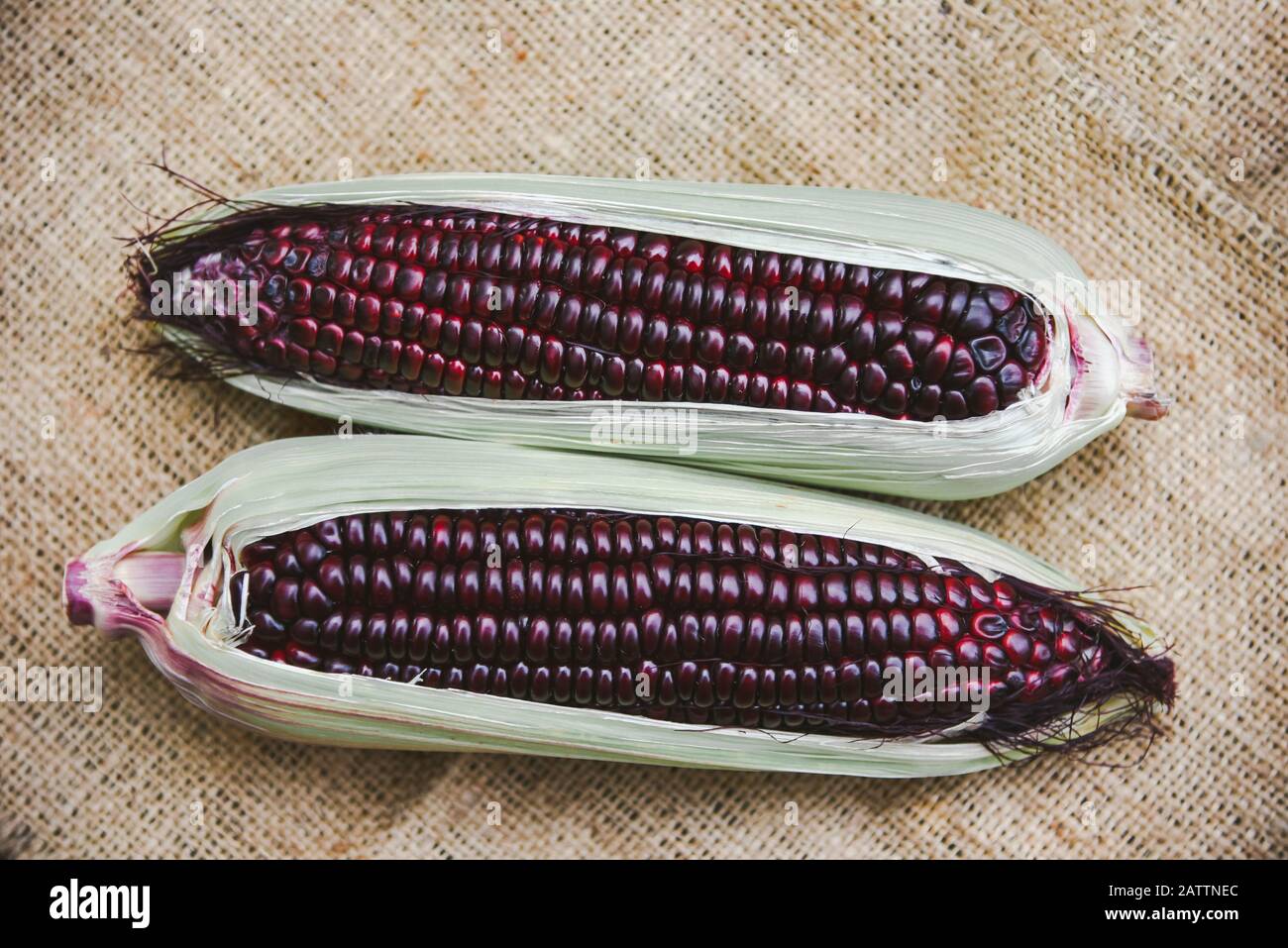 Sweet purple corn fresh / Siam Ruby Queen or sweet corn on cob , top ...