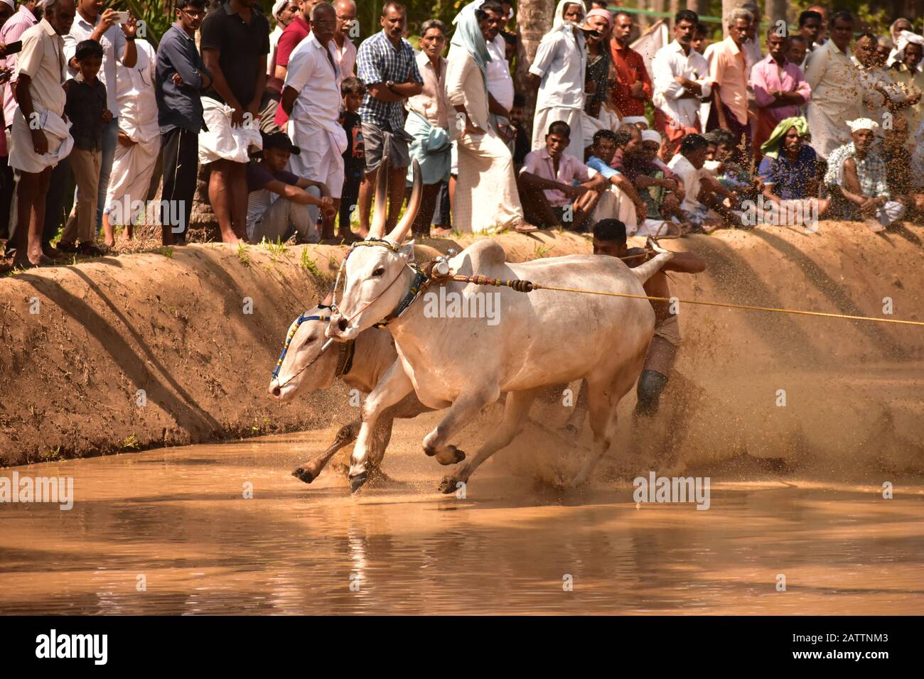 bulls running through mud with plough attached and pulling a farmer ...