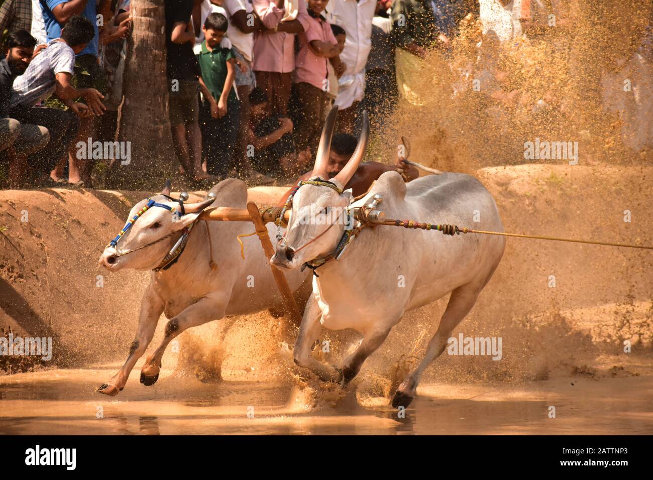 bulls running through mud with plough attached and pulling a farmer ...