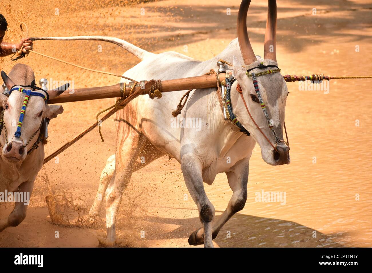 bulls running through mud with plough attached and pulling a farmer ...