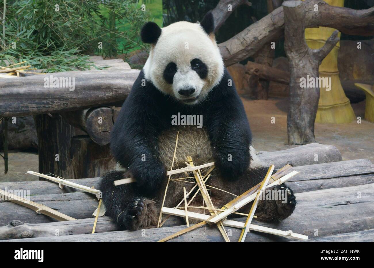 panda at a zoo in Guangzhou Stock Photo - Alamy