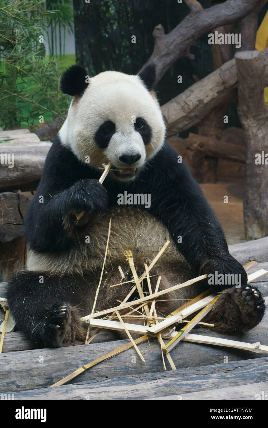 panda at a zoo in Guangzhou Stock Photo - Alamy