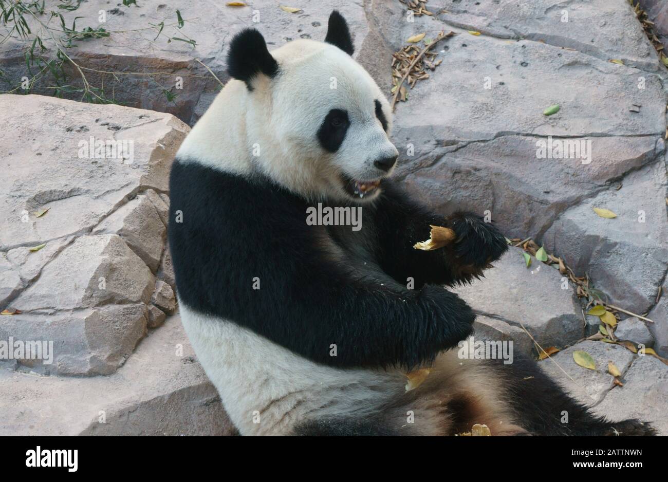 panda at a zoo in Guangzhou Stock Photo - Alamy