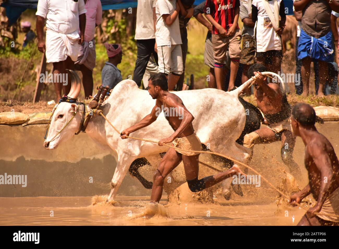 bulls running through mud with plough attached and pulling a farmer ...