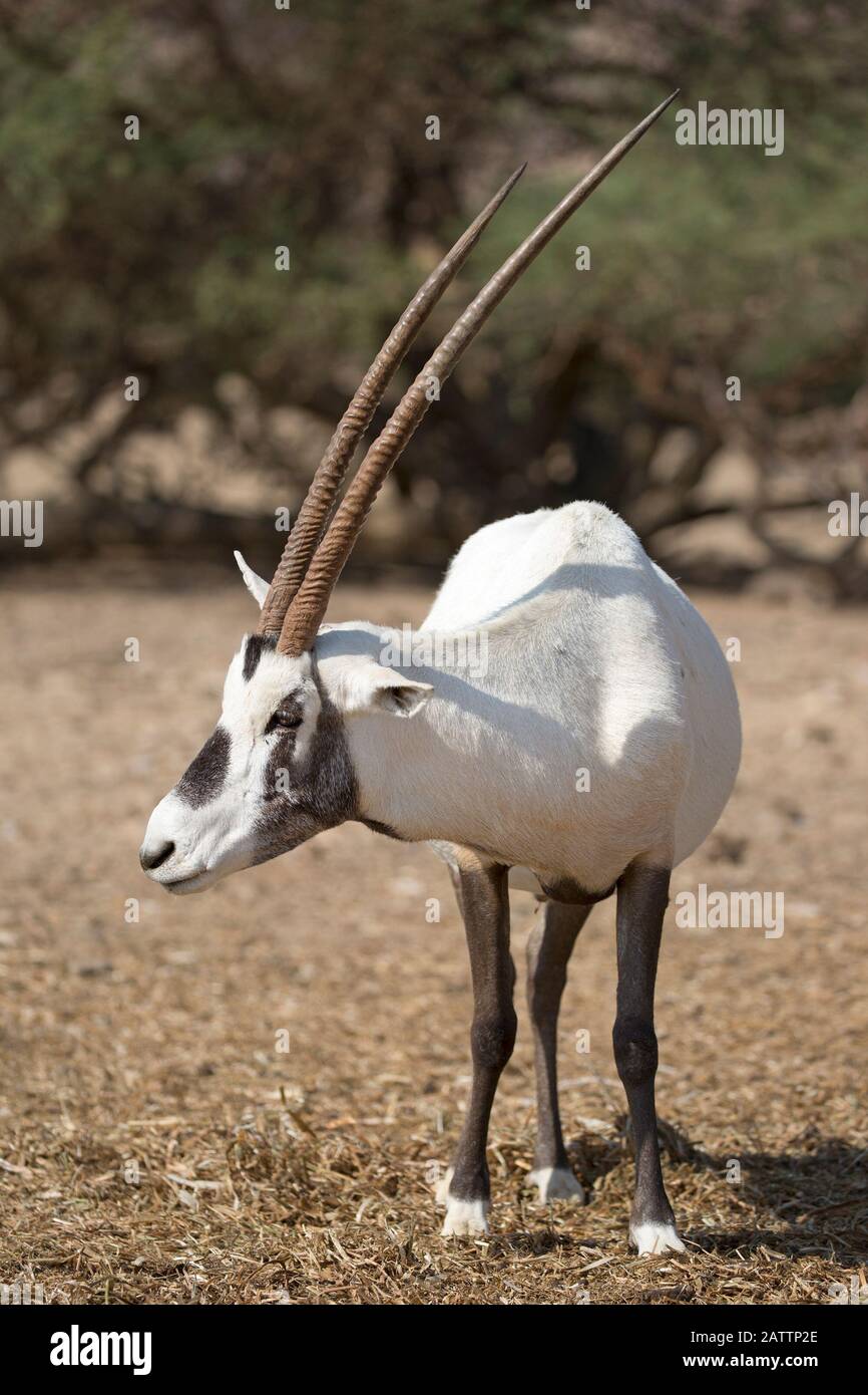 Arabian oryx in Negev desert at Yotvata Hai-Bar Nature Reserve breeding ...