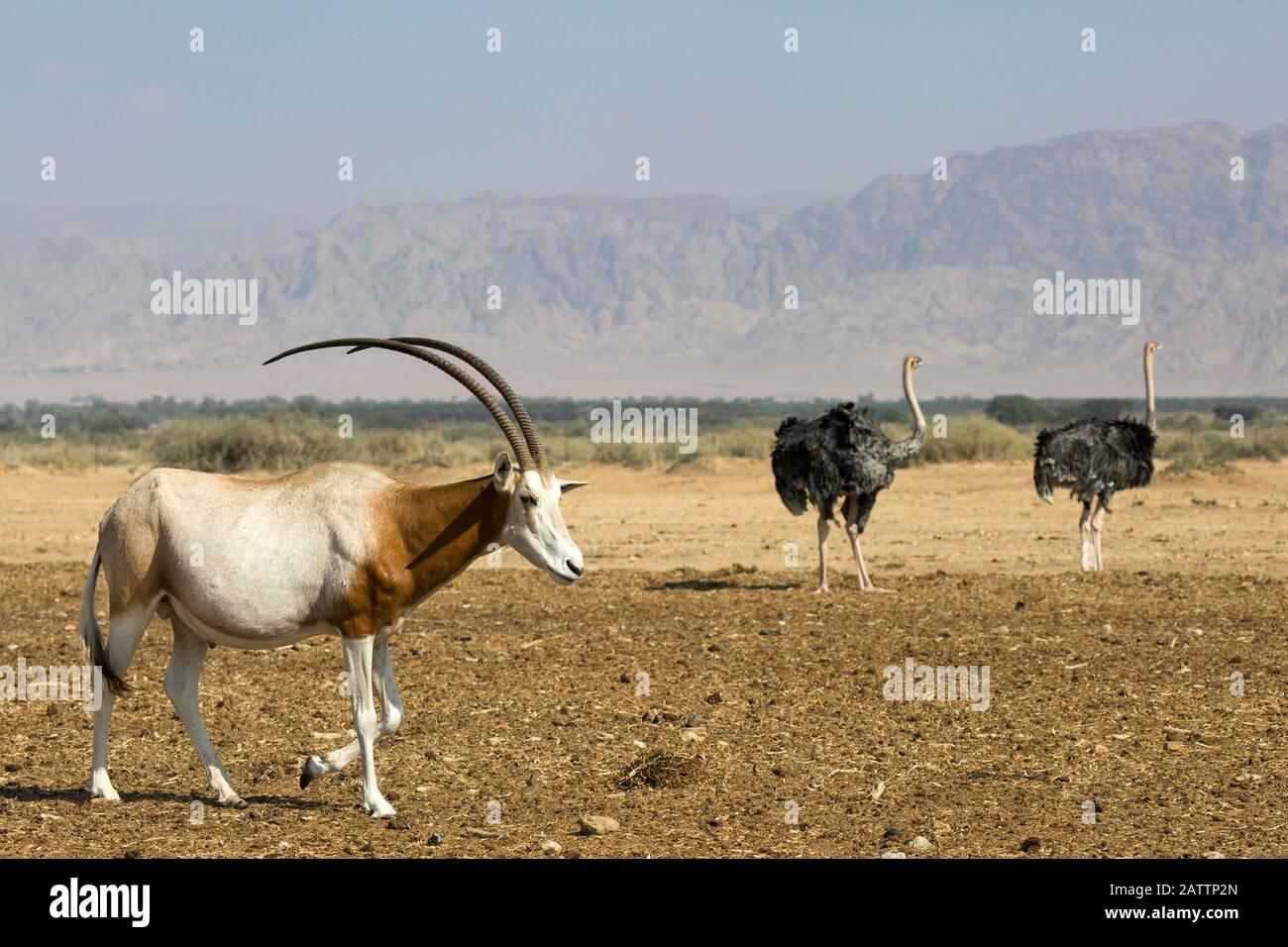 Scimitar-horned oryx, an endangered species walking in the desert on ...