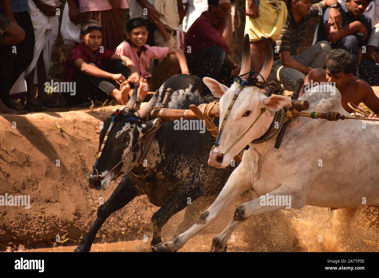 Bulls with a plough in a field hi-res stock photography and images - Alamy
