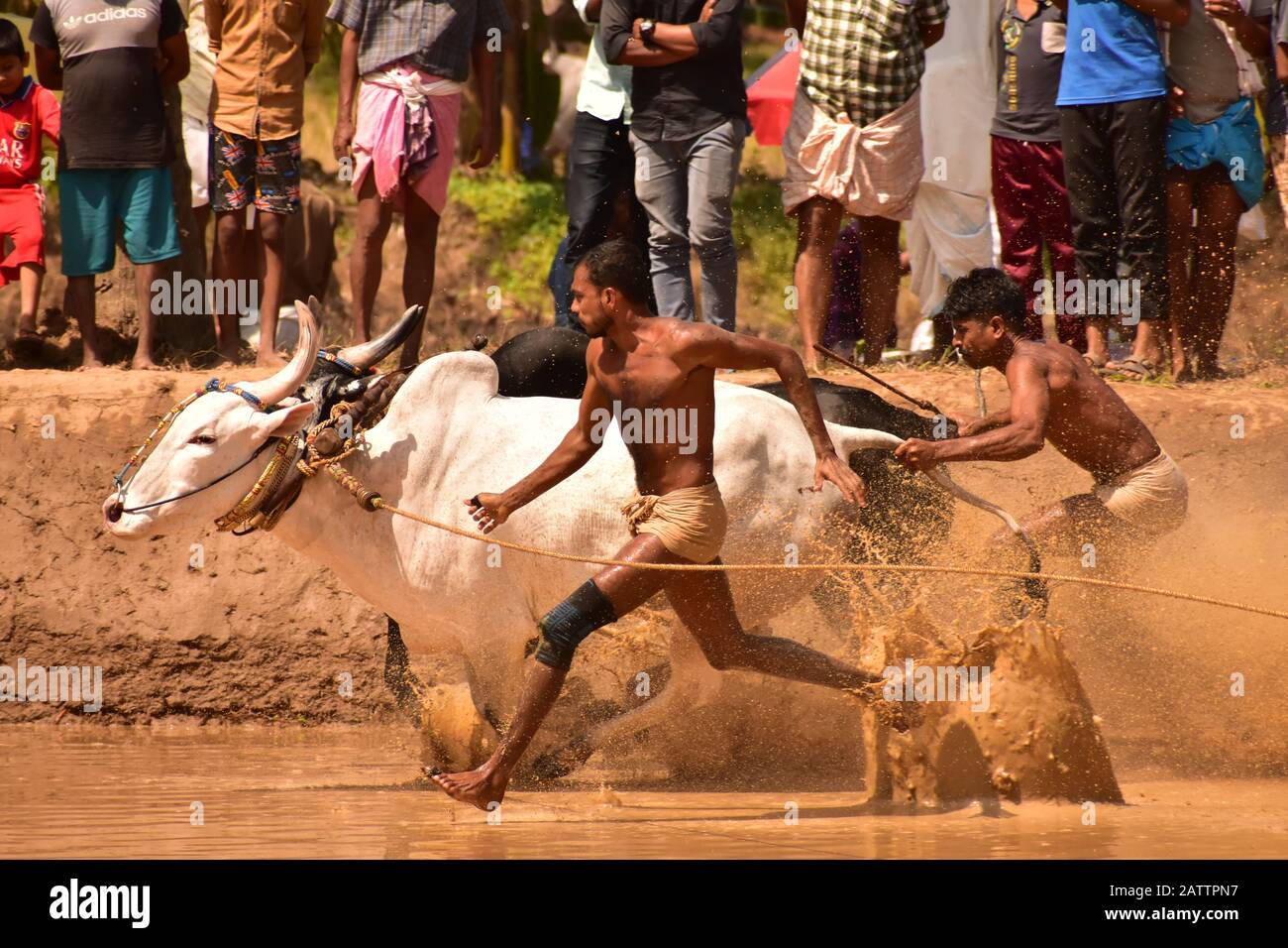 bulls running through mud with plough attached and pulling a farmer ...