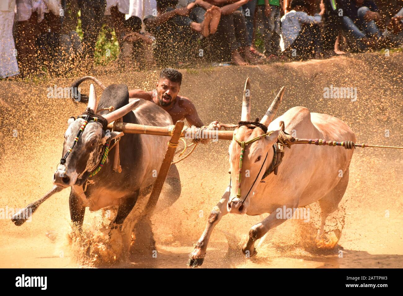 bulls running through mud with plough attached and pulling a farmer ...