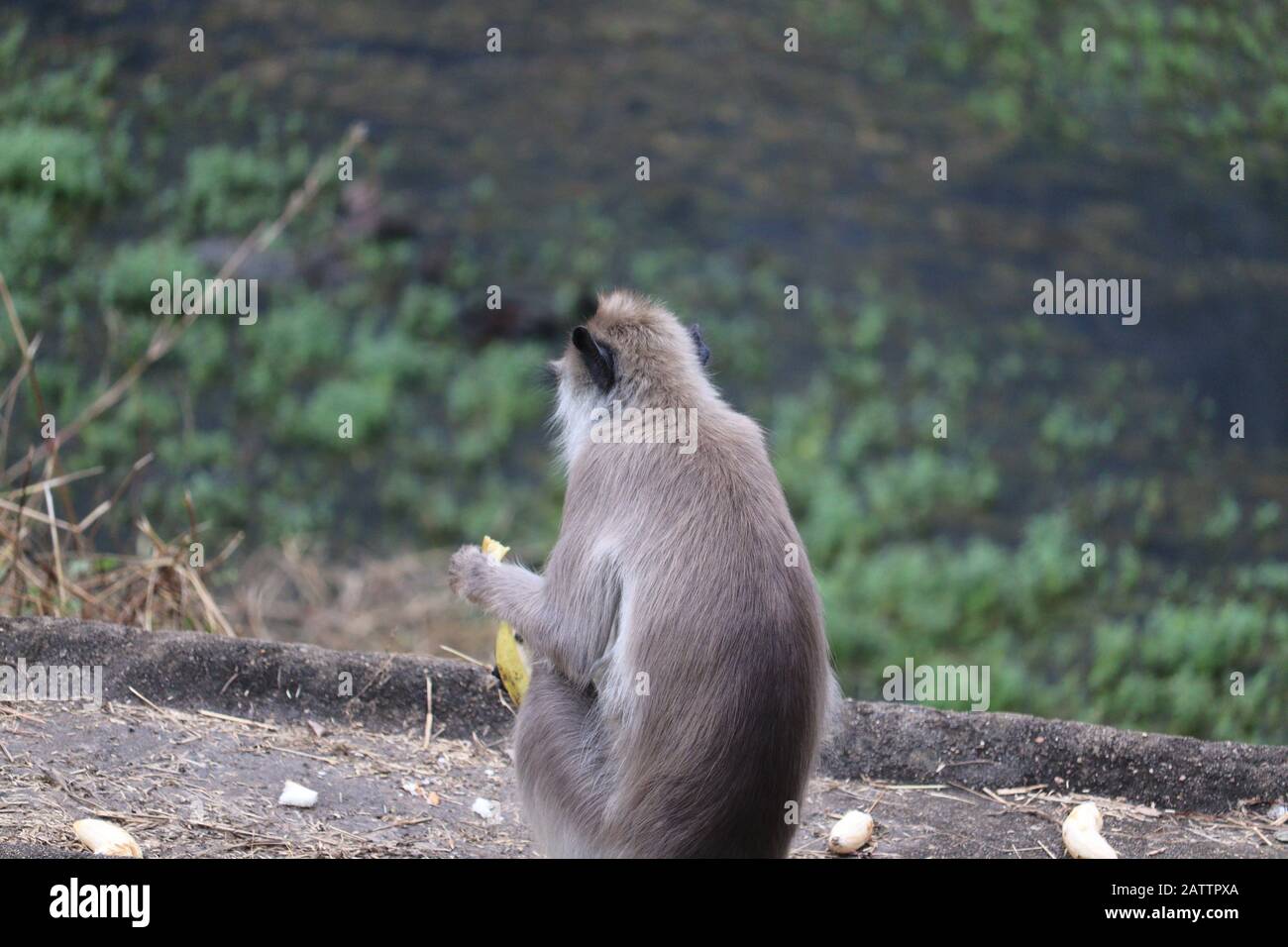 Monkey hand on head hi-res stock photography and images - Alamy