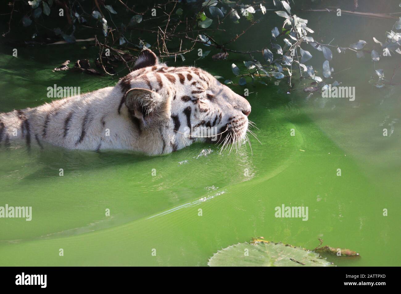 Tiger swimming hi-res stock photography and images - Alamy