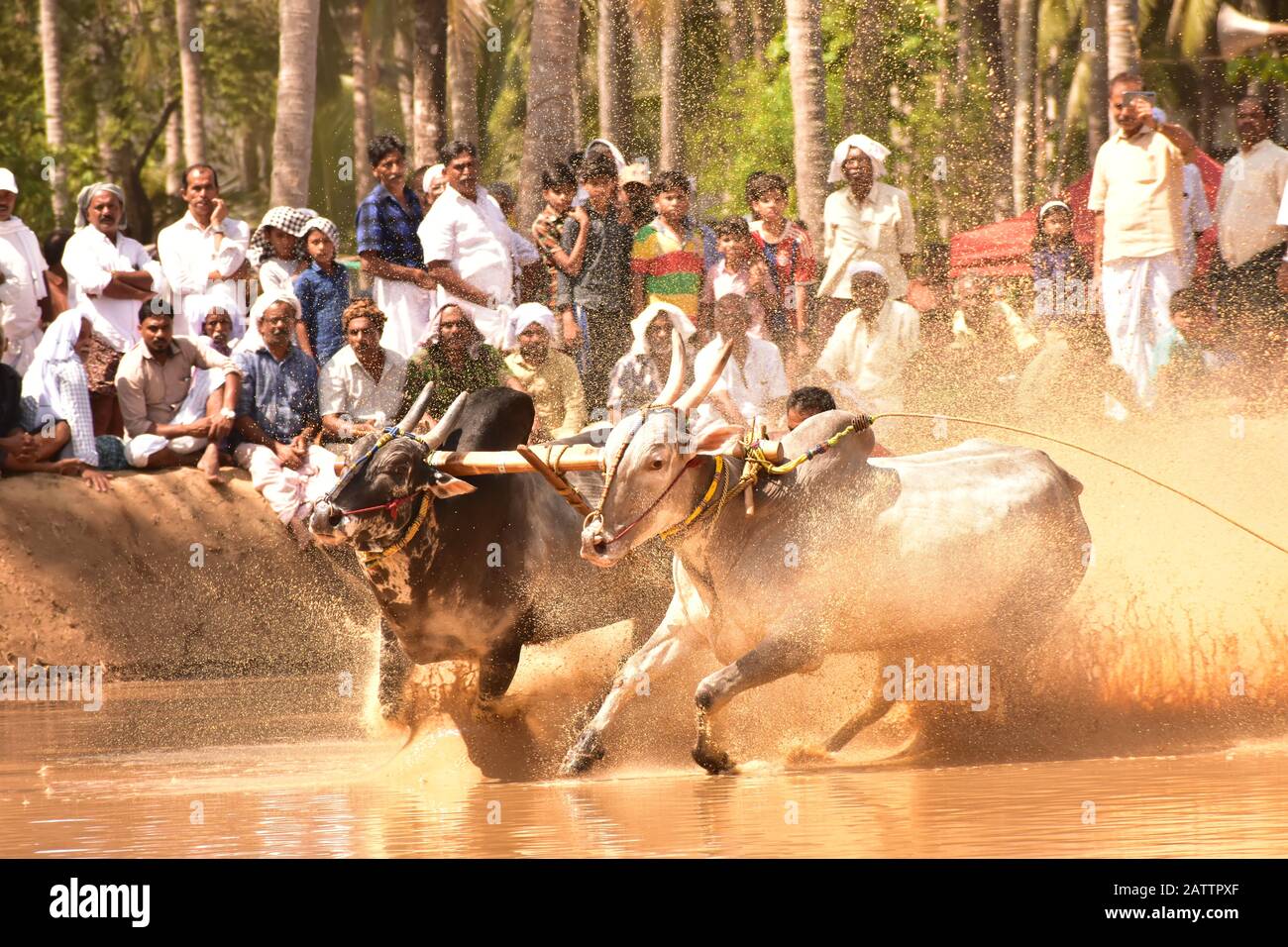 bulls running through mud with plough attached and pulling a farmer ...