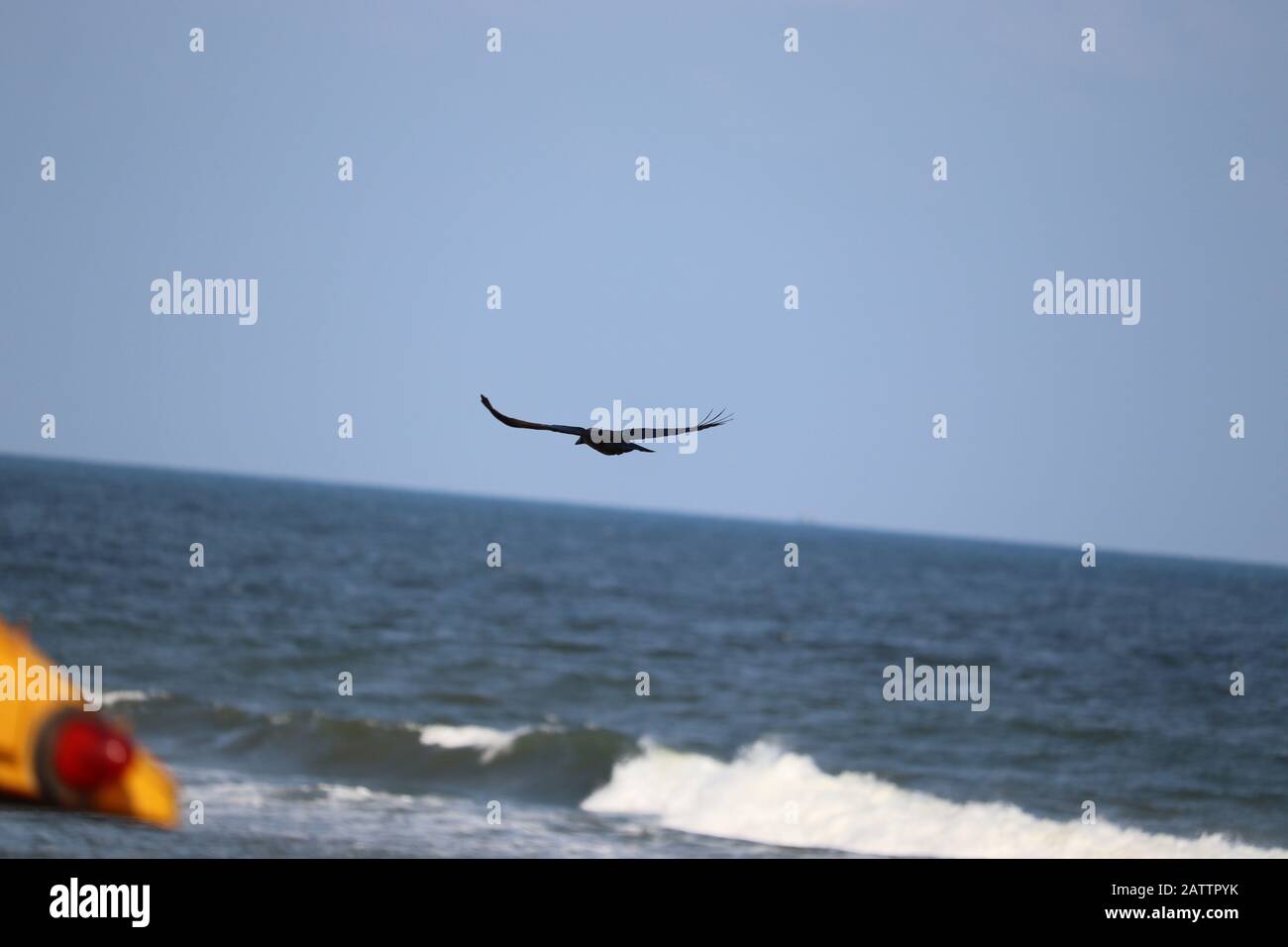 A crow in flight with beach background, outdoor birds Stock Photo - Alamy
