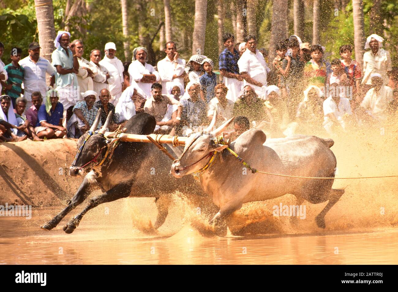bulls running through mud with plough attached and pulling a farmer ...