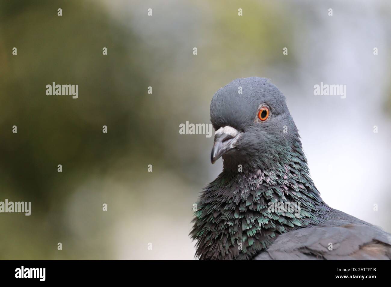 portrait of big neck pigeon , outdoor Stock Photo - Alamy
