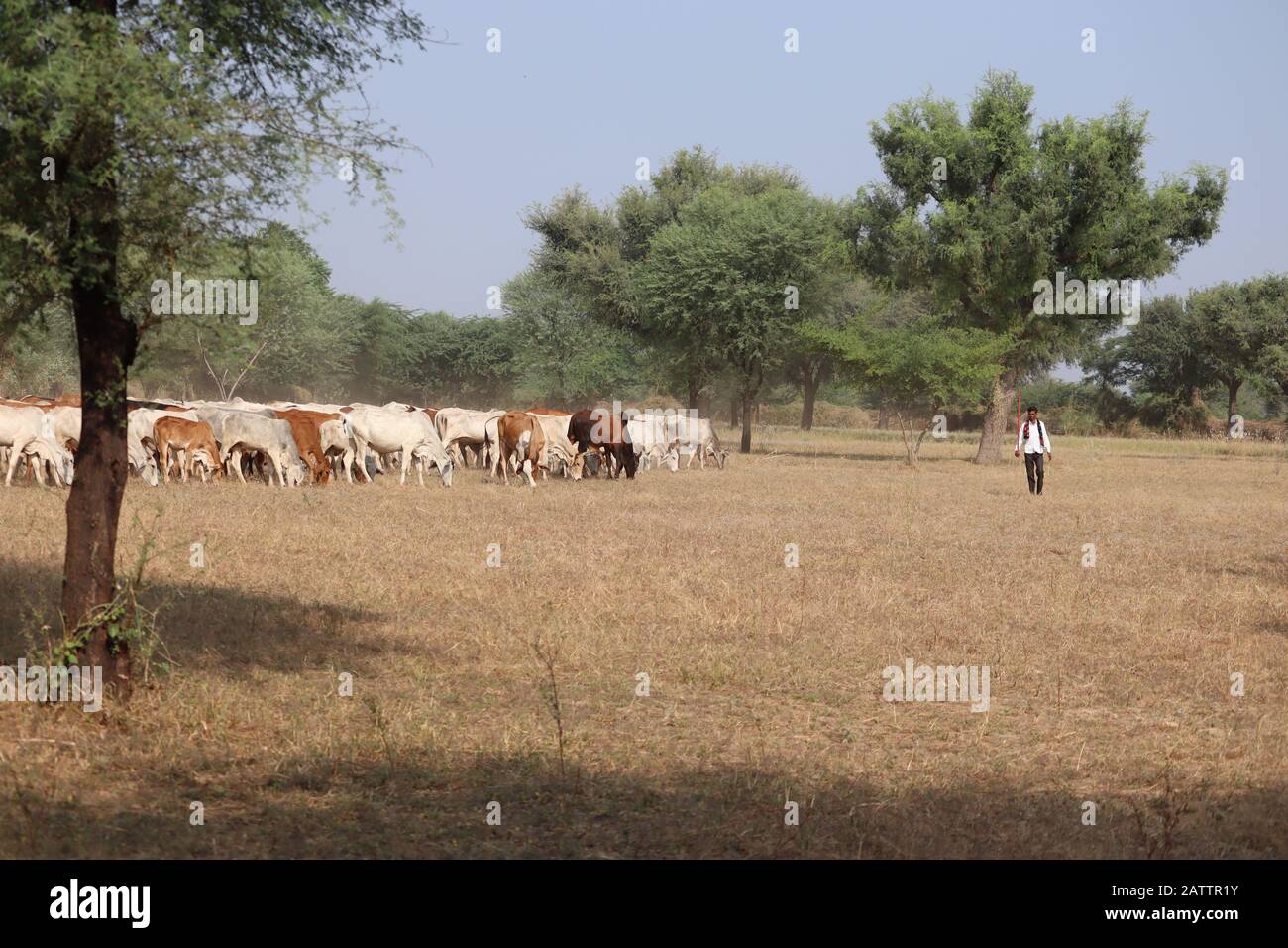 many cows in dry grasses farm , landscape photography Stock Photo - Alamy