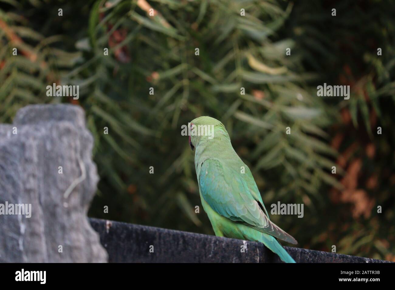 back view of parrot on iron rod, outdoors birds Stock Photo - Alamy