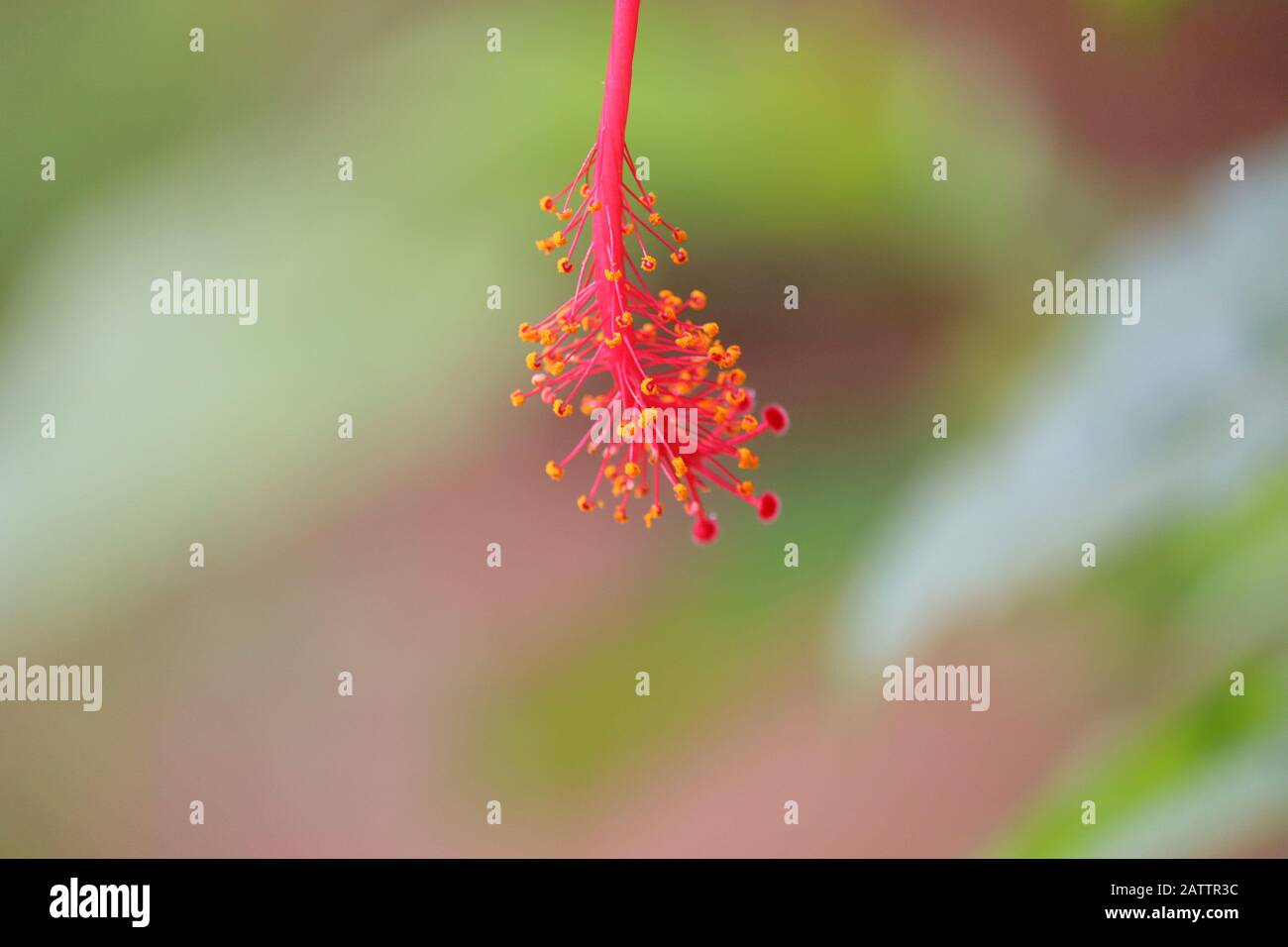 nature micro images of hibiscus flower on blur backgrounds Stock Photo ...