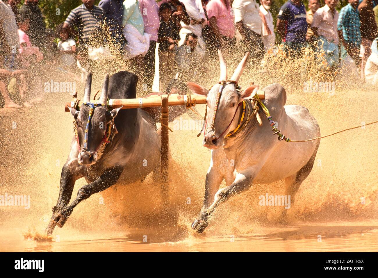 bulls running through mud with plough attached and pulling a farmer ...