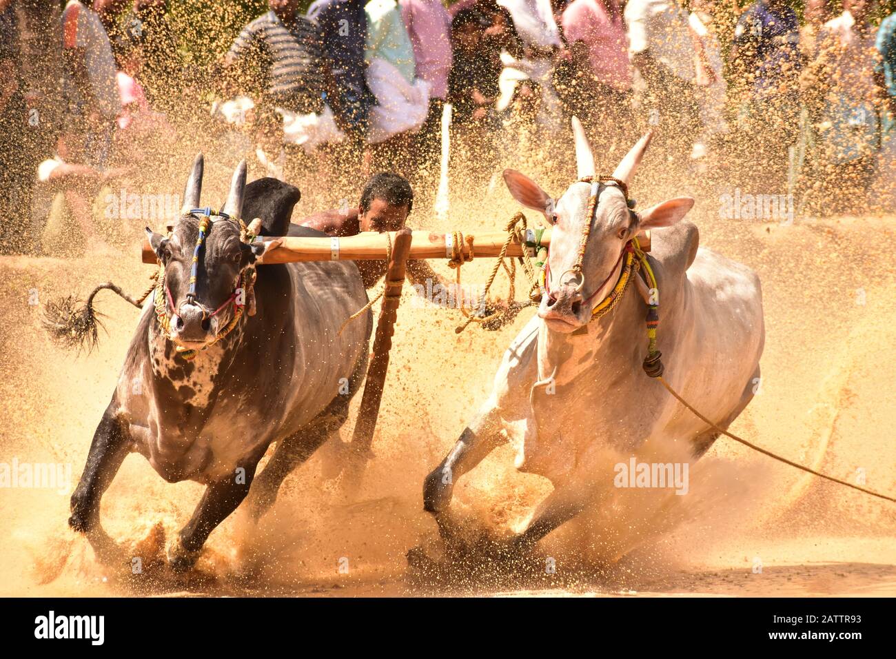 bulls running through mud with plough attached and pulling a farmer ...