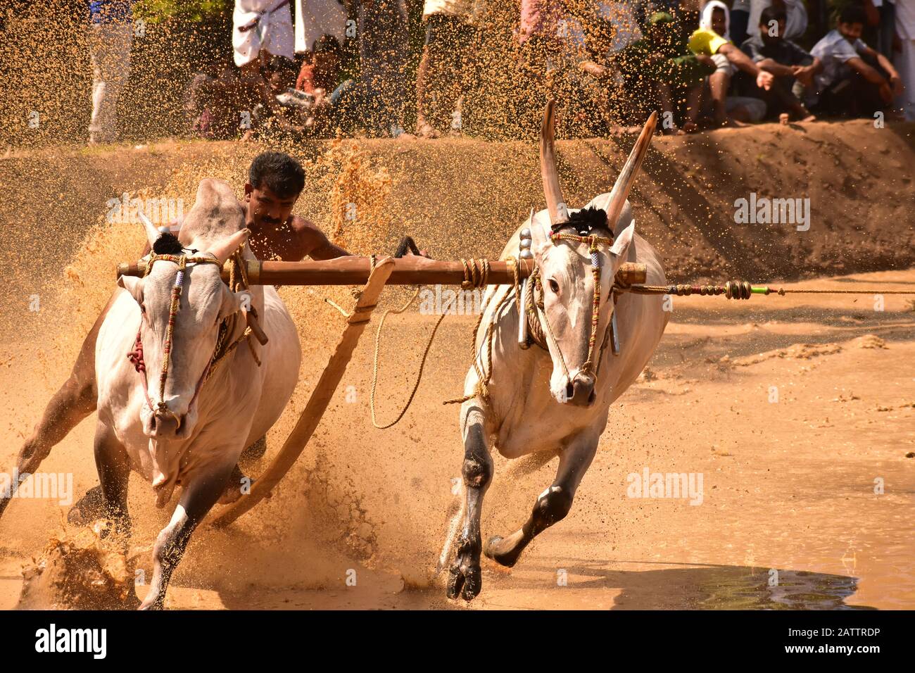 bulls running through mud with plough attached and pulling a farmer ...