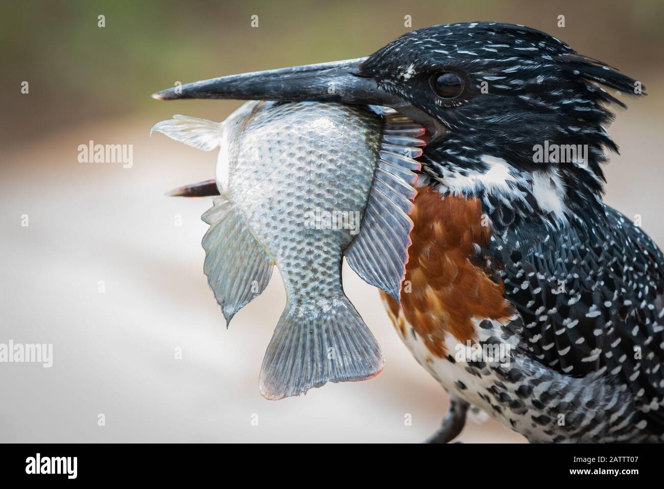 Bird v fish - a giant kingfisher - Megaceryle maximus - with a huge ...