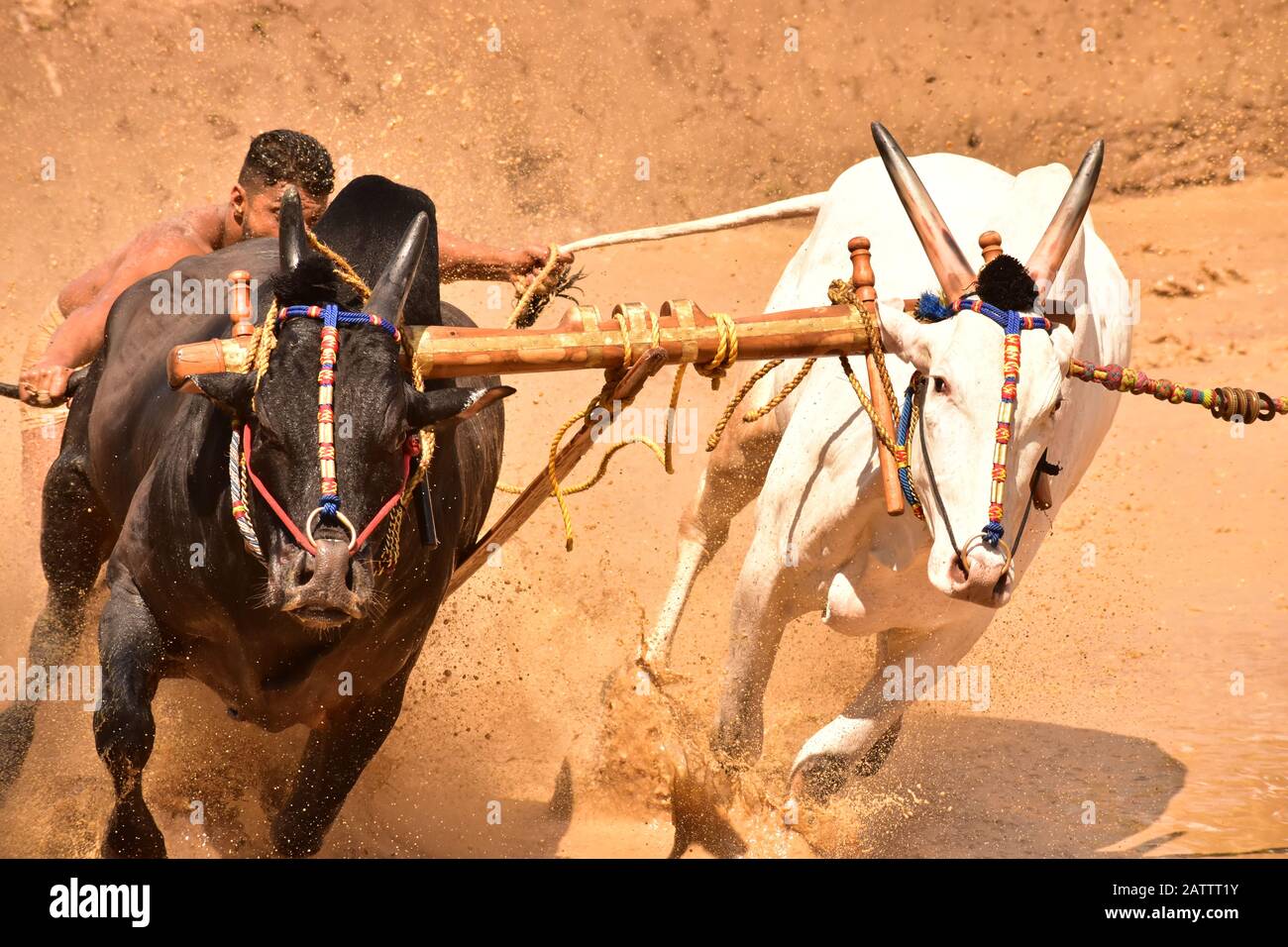 bulls running through mud with plough attached and pulling a farmer ...