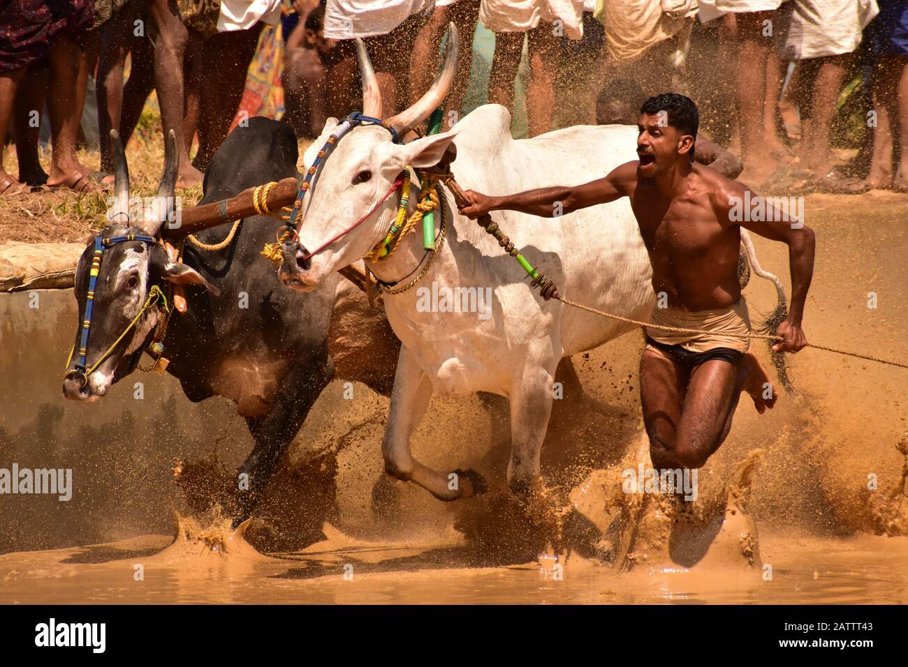 bulls running through mud with plough attached and pulling a farmer ...