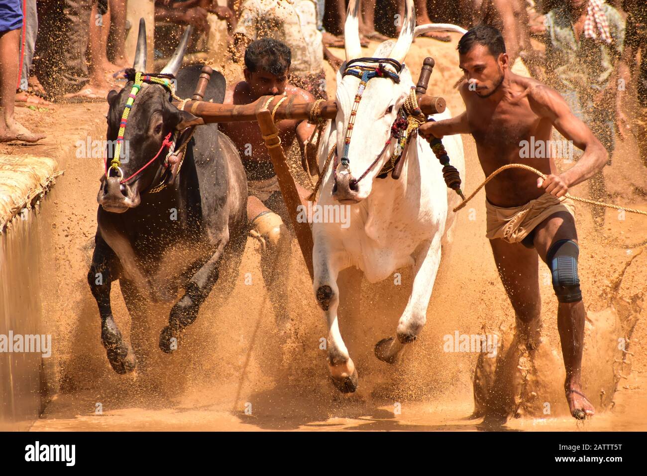 bulls running through mud with plough attached and pulling a farmer ...