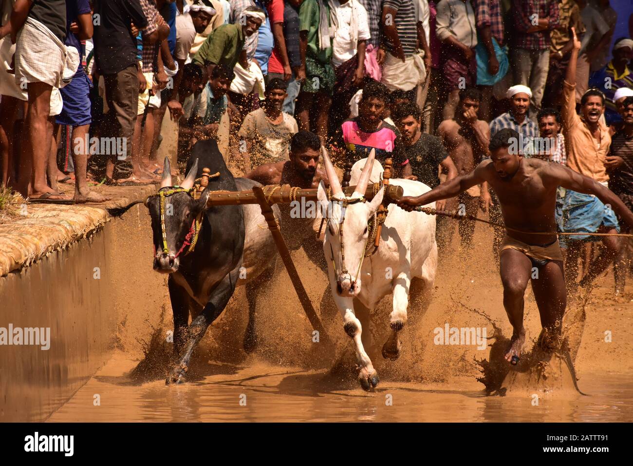 bulls running through mud with plough attached and pulling a farmer ...