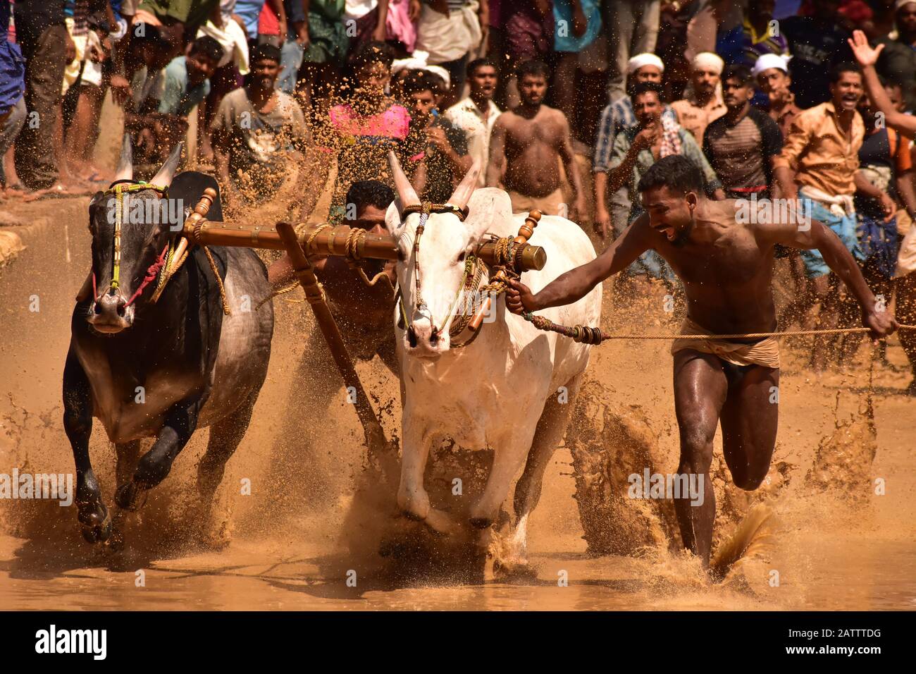 bulls running through mud with plough attached and pulling a farmer ...