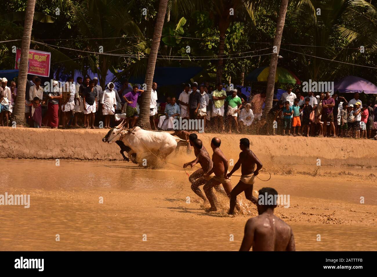 bulls running through mud with plough attached and pulling a farmer ...